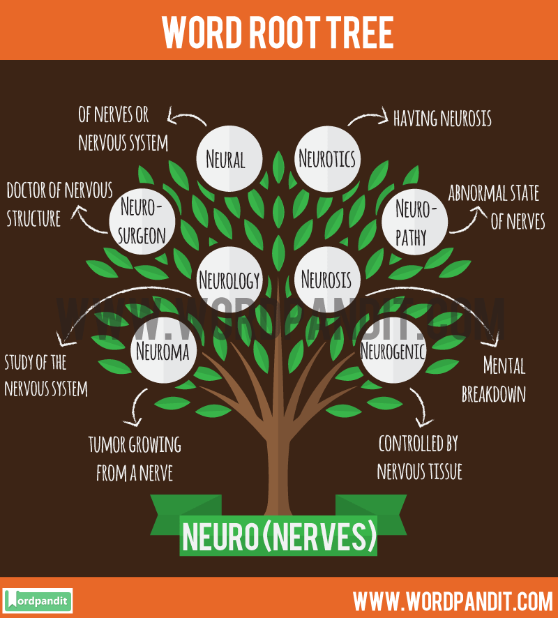 Detailed Article On Neuro Root Word Definition And Words Detailed Article On Neuro Root Word Definition And Words