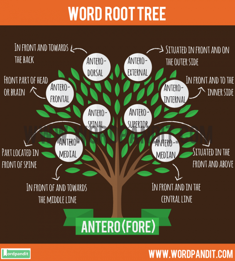 List of Words based on Antero Root Word with their meaning