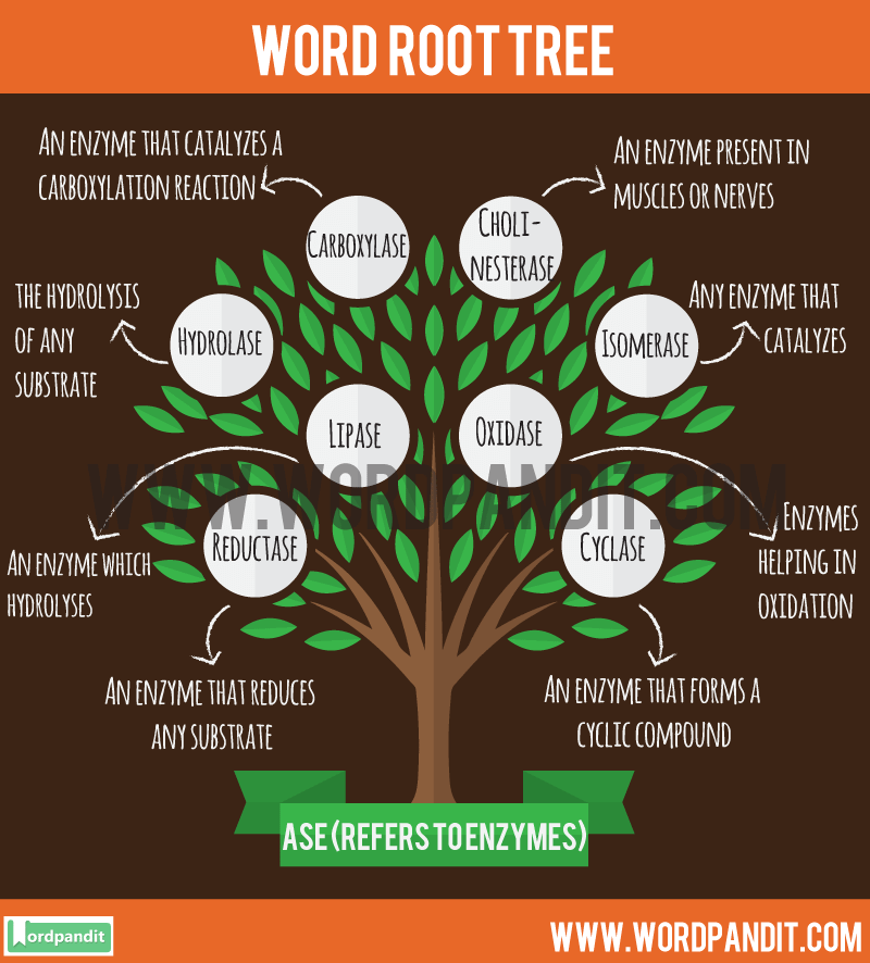 List Of Words Based On Ase Root Word With Their Meaning