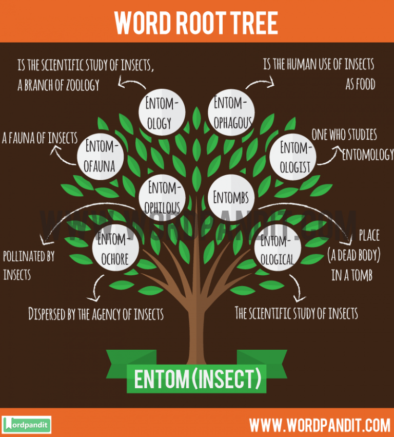 Meaning, Definition of Entom Root Word and Words based on Entom